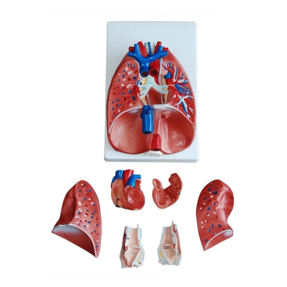 Larynx, Heart And Lungs Model - MYASKRO